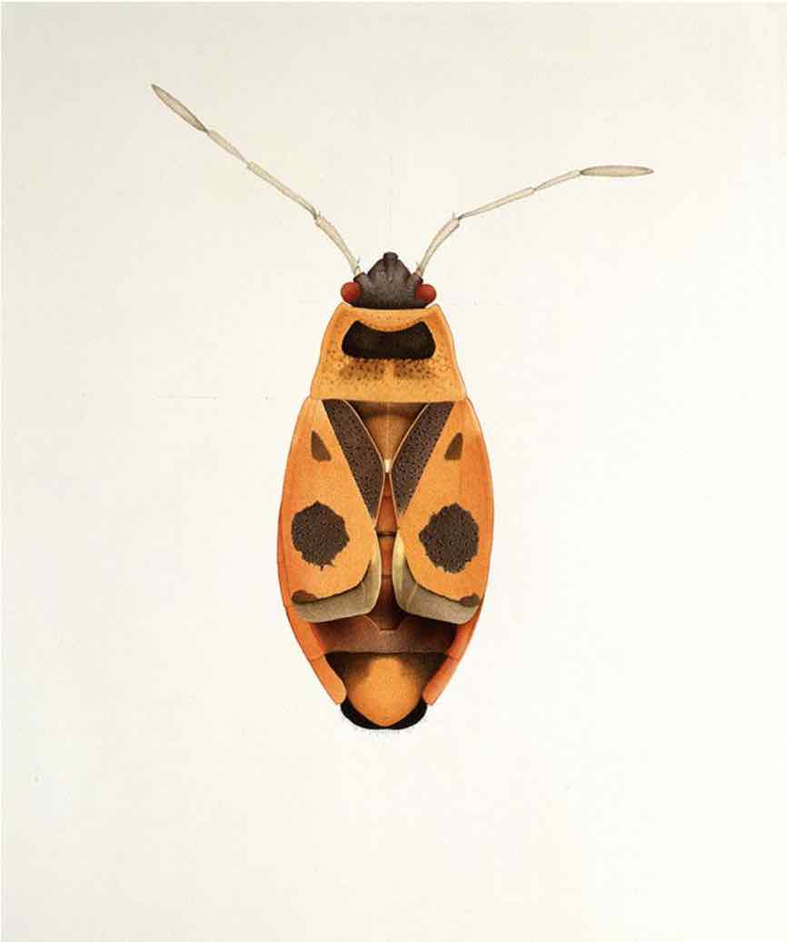 Chernobyl’s Bugs: The Art And Science Of Life After Nuclear Fallout ...