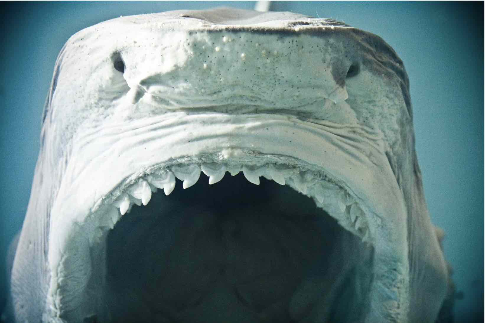 Is This the Moment ‘Cancel Culture’ Comes for the YBAs? Tom Whyman ...