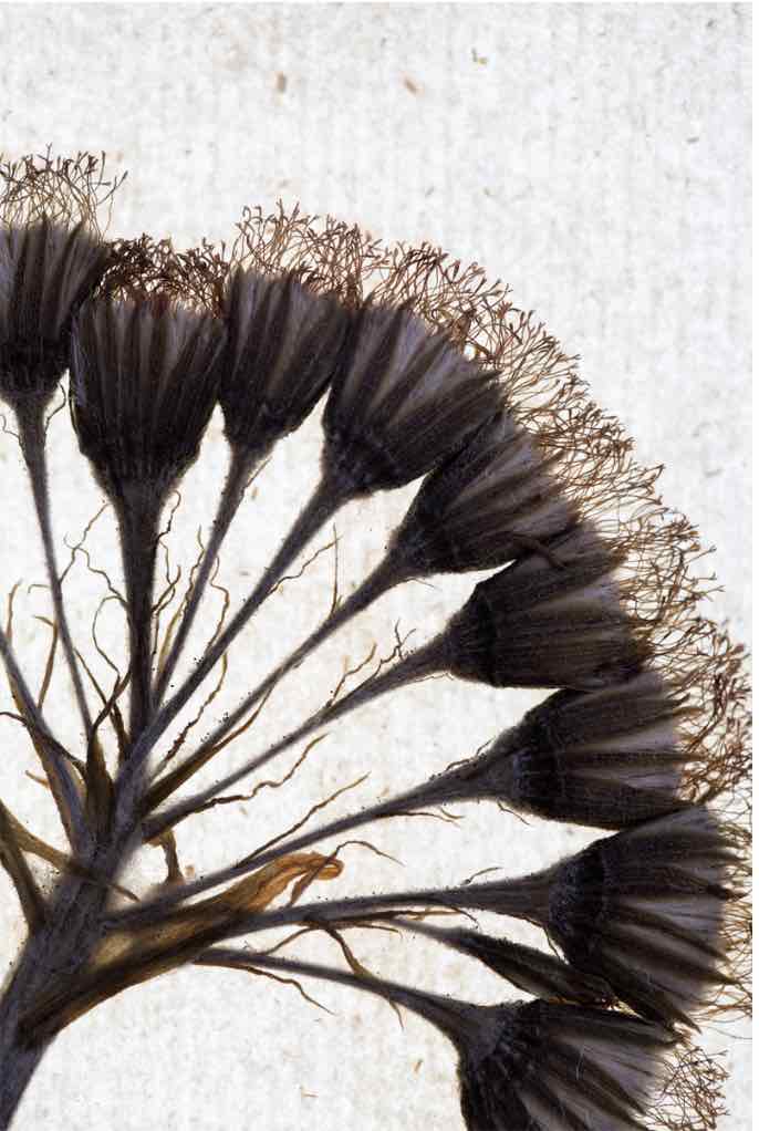 Why Do Herbariums Still Fascinate Us? Sarah Rose Sharp, δημοσίευση στο ...